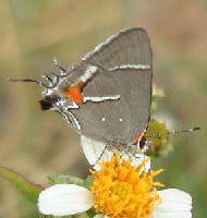 Strymon martialis / Cuban Grey Hairstreak
