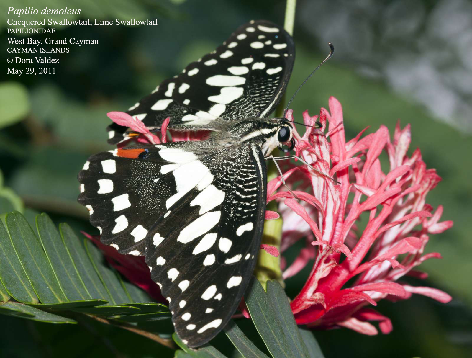 Papilio demoleus / Chequered Swallowtail