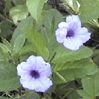 ANGLED WINGED & VARIED BRUSH FOOTED Host & Nectar Plants