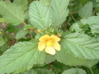 BLUES & HAIRSTREAKS Host & Nectar Plants